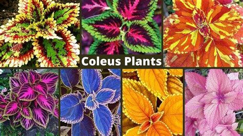 What Plant Colors Go Together At Charlie Oshanassy Blog
