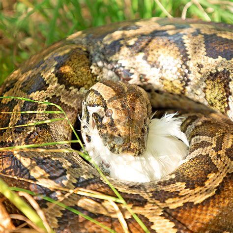 Reticulated Python Eating Deer