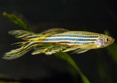 Assorted Longfin Danio