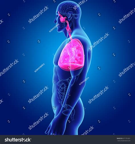 Human Lungs Heart Lateral View 3d Stock Illustration 671751691