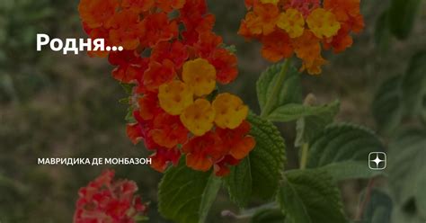 Родня Мавридика де Монбазон Дзен