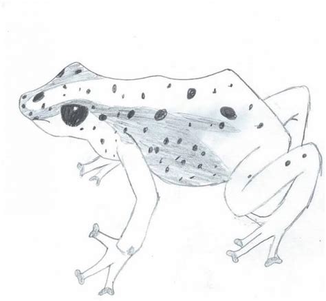 Drawing Poison Dart Frog By Ella OurArtCorner