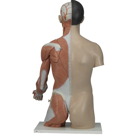 Asian Deluxe Dual Sex Torso With Muscle Arm 33 Part B41 Anatomical