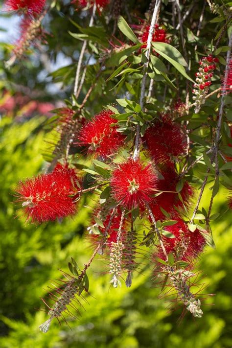 Callistemon Glaucus Is The Most Commonly Grown Bottle Brush Previously