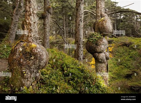 Ocean Growing Trees Hi Res Stock Photography And Images Alamy