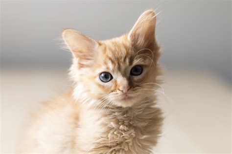 Kitten Season Is Coming Desex Your Cats Australian Cat Lover