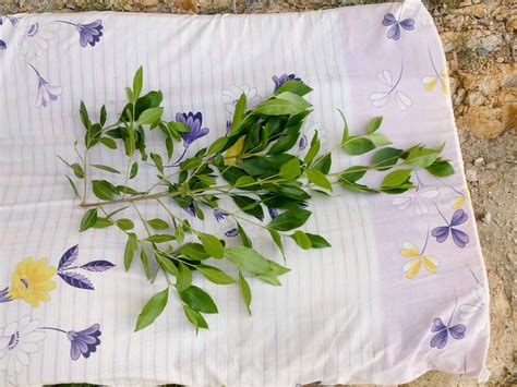 What Its Like To Get High On Khat Foxnomad