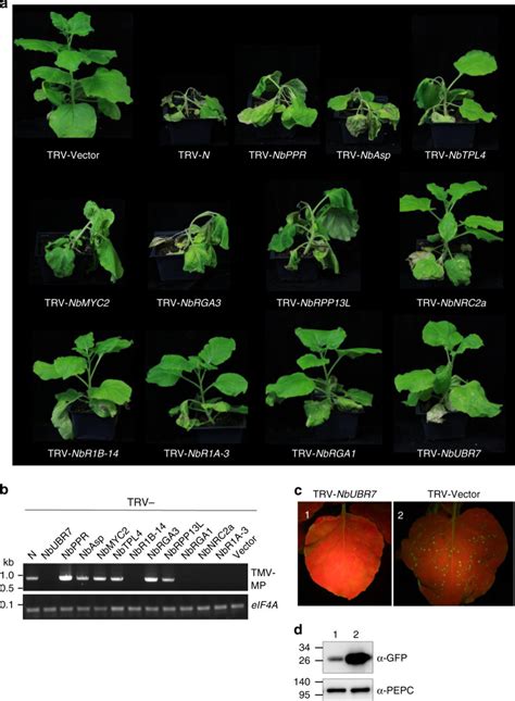 Turboid Based Proximity Labeling Reveals That Ubr7 Is A Regulator Of N Nlr Immune Receptor
