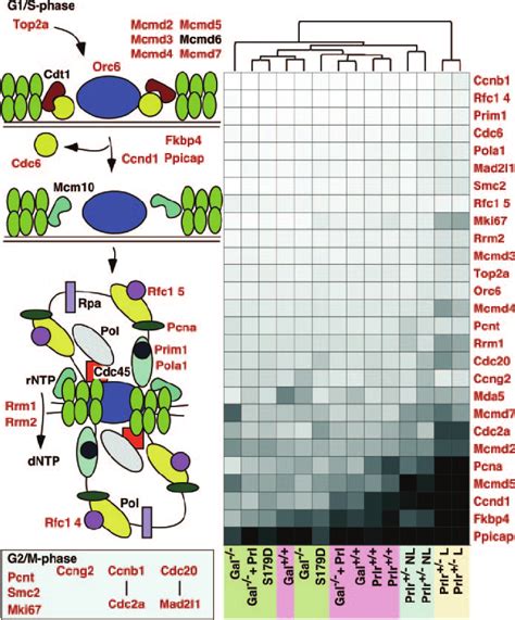 Increased Mammary Cell Proliferation Is Associated With Partial Download Scientific Diagram
