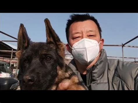 帮北京朋友淘的德牧转身丢了赶紧满狗市找差点赔了夫人又折兵 YouTube