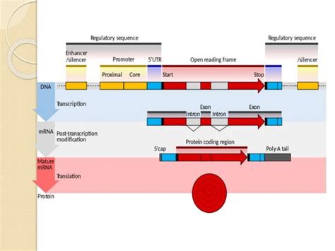 Eukaryotic Gene Structure Pptx Genetics Science