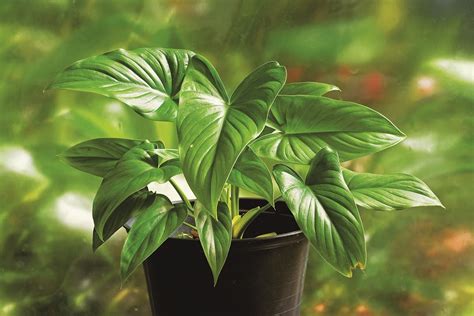 ว่านเสน่ห์จันทร์มหาโพธิ์ บ้านและสวน