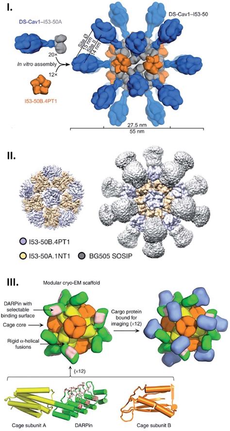 Artificial Protein Cages As A Tool For Macromolecular Display I And Download Scientific