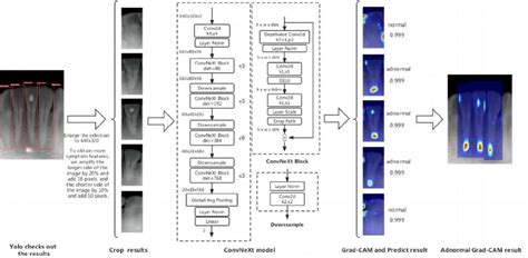 The Yolov5 Model Segments Individual Teeth And Generates Target