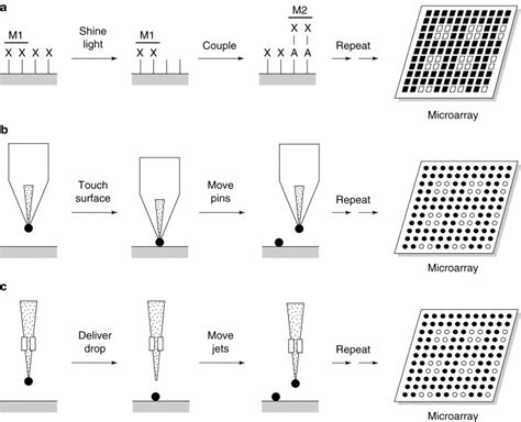 microarrays biotechnology s discovery platform for functional genomics