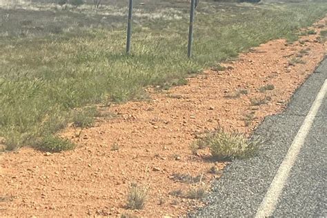 Blind Squirrel Macro The Blind Squirrel Substack