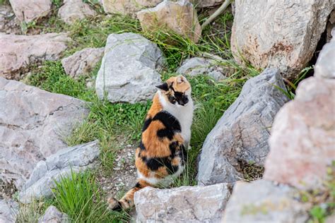 그리스 아테네에서에서 아크로폴리스에 길 잃은 고양이 Generic에 대한 스톡 사진 및 기타 이미지 Generic 거리 거북등껍질 무늬 Istock