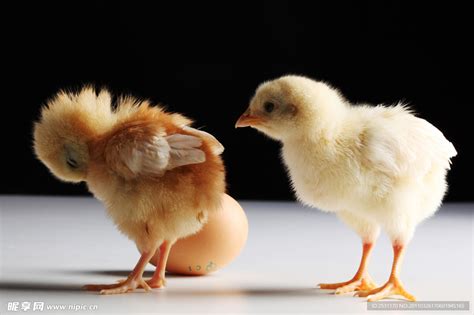 小鸡摄影图 家禽家畜 生物世界 摄影图库 昵图网