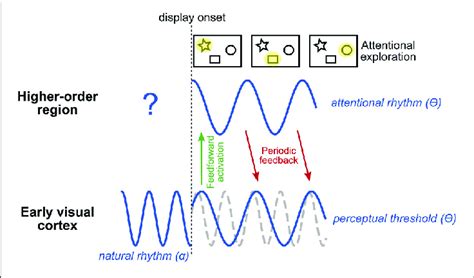 Tentative Model Of Rhythmic Attentional Exploration The Early Visual