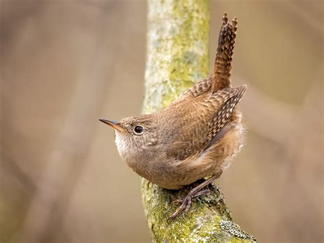 Northern House Wren Troglodytes Aedon Birds Of The World
