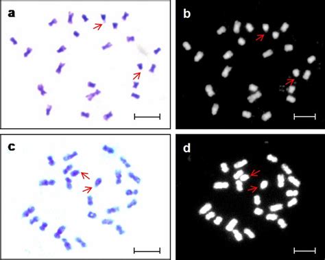 A D Giemsa And Dapi Stained Somatic Metaphase Plates Of Two Diploid Download Scientific Diagram