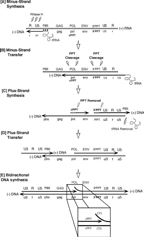 Schematic Depicting Hiv 1 Reverse Transcription 3 And Cppt Processing