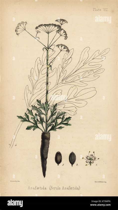 Asafetida Gum Resin From The Ferula Assa Foetida Handcoloured