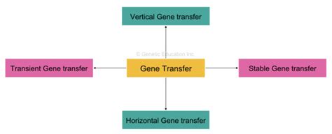 Gene Transfer Techniques Horizontal Vertical Physical And Chemical Genetic Education