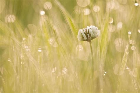 Sunlight Water Nature Grass Photography Macro Green Yellow