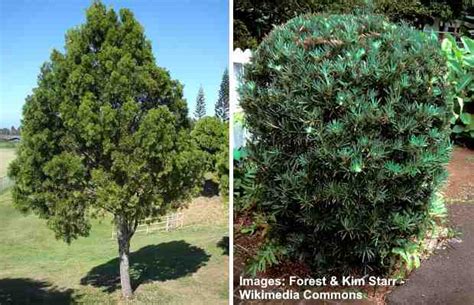 Podocarpus Plant How To Grow For Podocarpus Hedge Or Tree