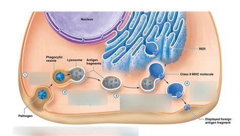 Exogenous Antigen Process Aandp2 Lecture Exam 2 Diagram Quizlet
