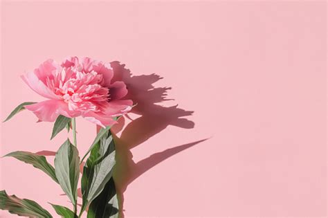 분홍색 모란 꽃과 여름 구성은 햇볕이 잘 드는 파스텔 배경에 닫습니다 최소한의 스타일로 창조적 인 레이아웃 플랫 레이 맨 위 보기입니다 자연 개념 개념에 대한 스톡 사진 및