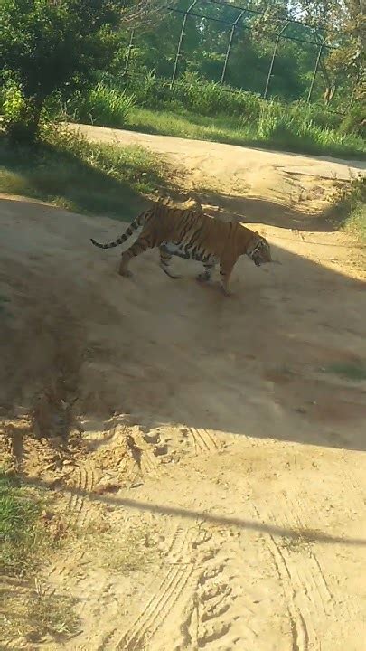 ඉවර වෙනකම් බලන්නකො 😎 Youtube