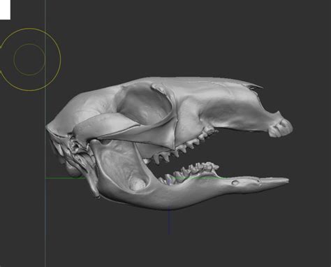 Obj File Kangaroo Skull・3d Printer Design To Download・cults