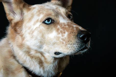 Ziggy Stardust 16 Photograph By Kristy Mack Fine Art America