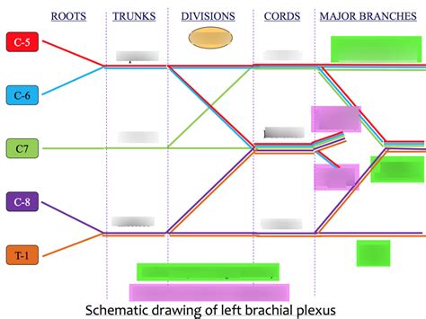 Lecture 3 Systemic Drawing Of Left Brachial Plexus Diagram Quizlet Lecture 3 Systemic Drawing Of Left Brachial Plexus Diagram Quizlet