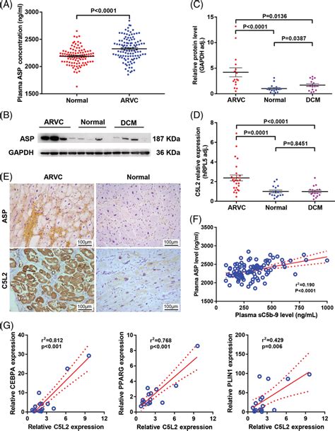 Elevated Asp‐c5l2 Pathway In Patients With Arvc A Plasma Asp Levels Download Scientific