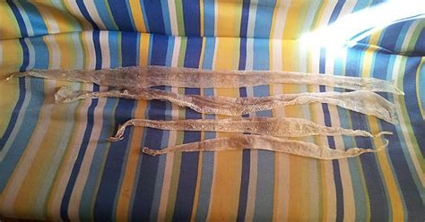 Ball Python Shed Size Comparison Imgur