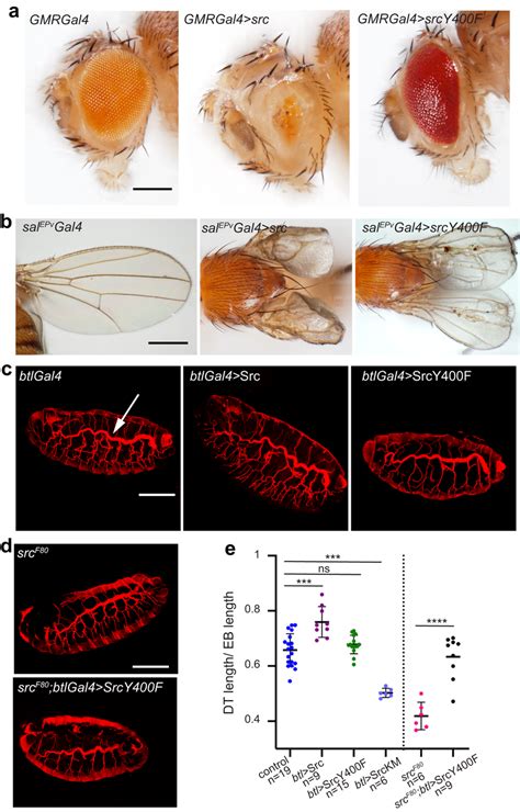 in vivo evaluation of an activation loop mutant of c src in