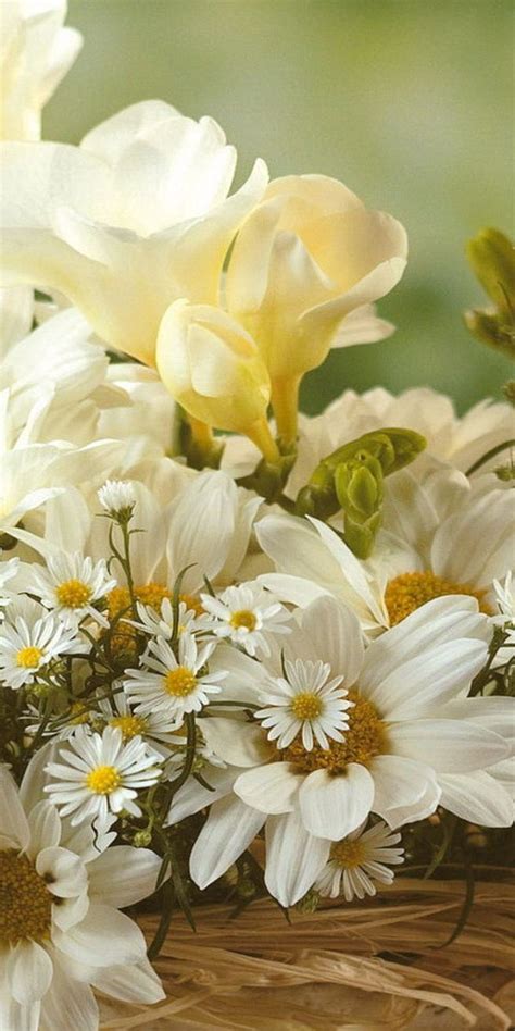 Завантажити шпалери на робочий стіл ПК Квіти Ромашки Букет Білосніжні безкоштовно 100533