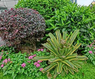 All About Dwarf Plum Trees When Where And How To Plant Home N Gardening Tips