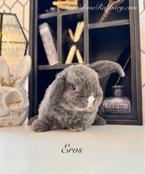 Blue Seal Mini Plush Lops