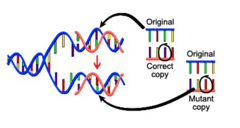 Evolutionary Biology Lecture 3 Molecular Evolution Flashcards Quizlet