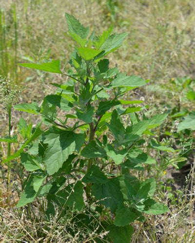 シロザ 四季折々の草花 ふるさと種子島
