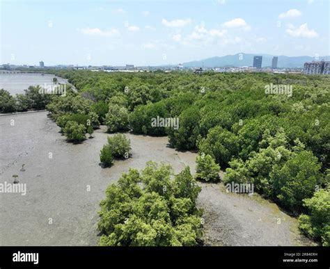 Green Mangrove Forest Capture Carbon Dioxide Net Zero Emissions Mangroves Capture Co2 From
