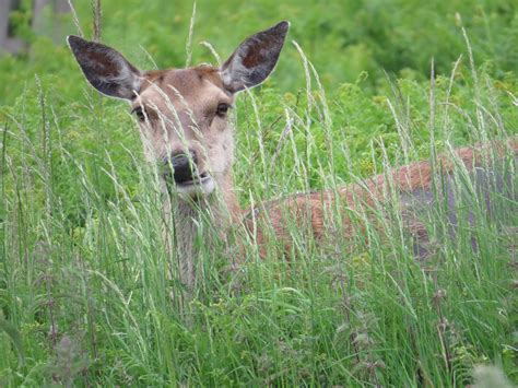 Avoiding Offensive Language In History — Suzanne Arnold