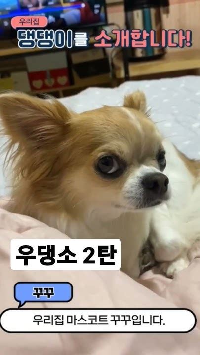 우리집 댕댕이를 소개합니다우댕소겸둥이꾸꾸 Youtube