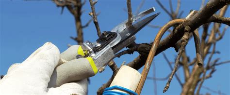 The Ultimate Tree Health Checklist How To Keep Your Trees Strong And Vibrant Viva Trees