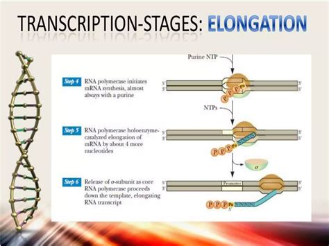 Dna Transcription Pptx