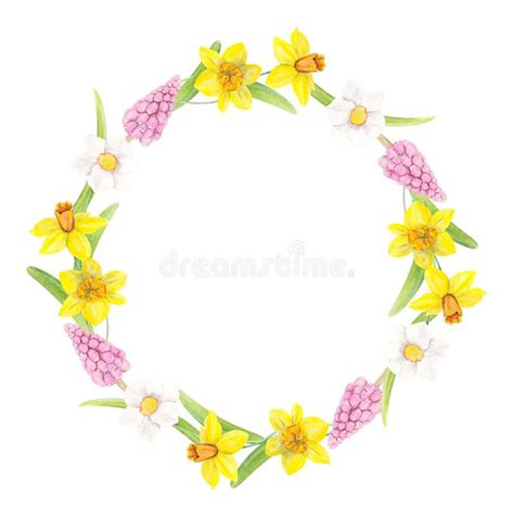 Watercolor Illustration Spring Wreath With Muscari Daffodils Tulips Leaves Stock Image